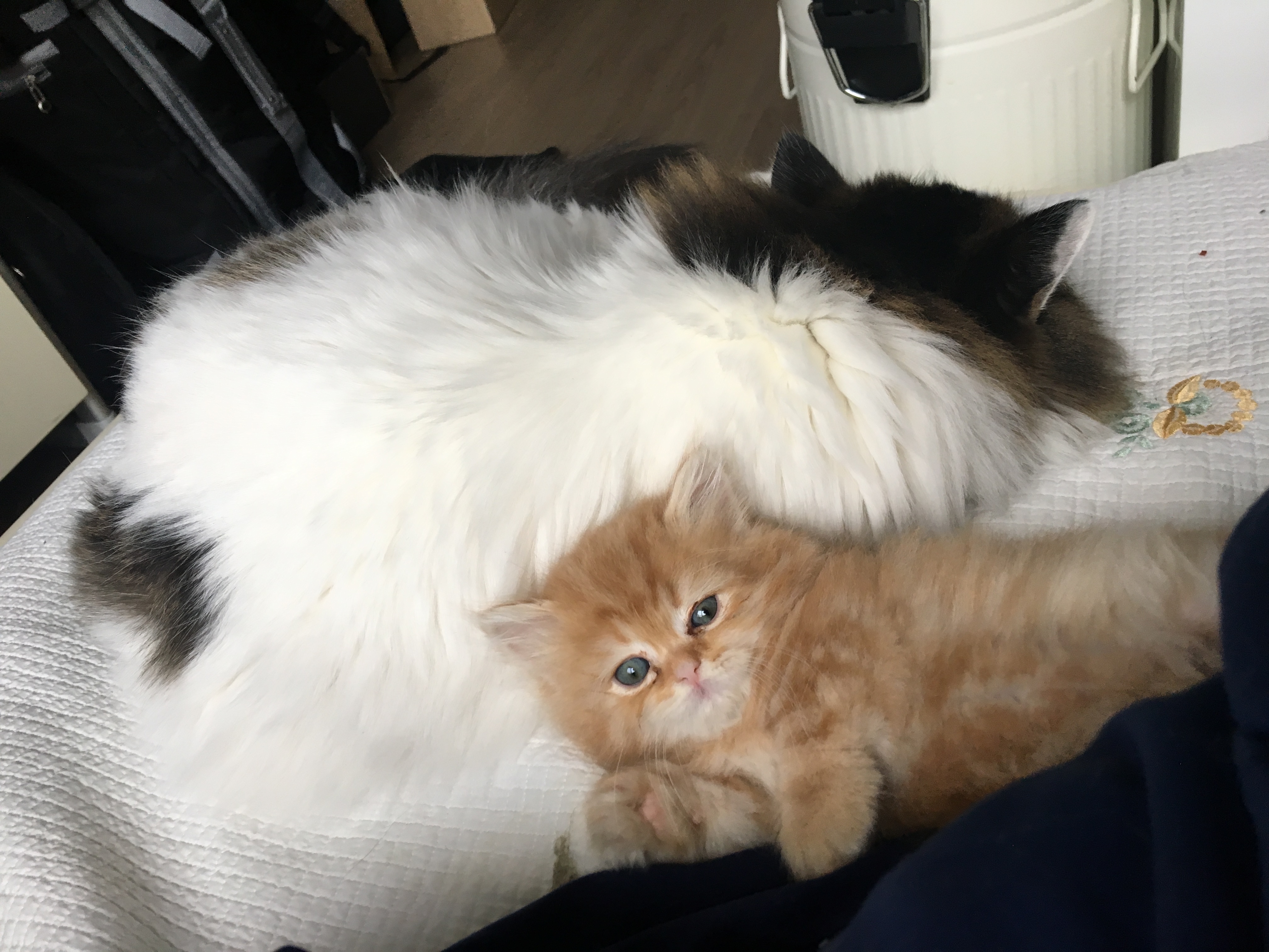 Nicholas Yu Online Resume